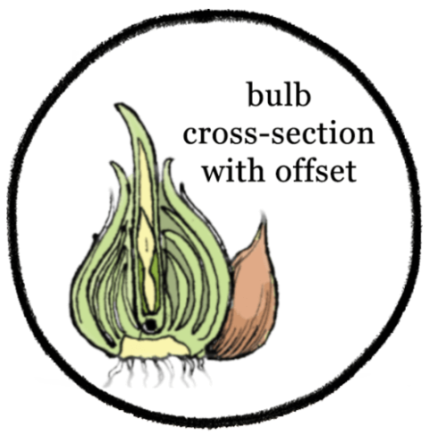 Tulip Biology | Sherwood Gardens