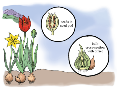 Tulip Biology | Sherwood Gardens